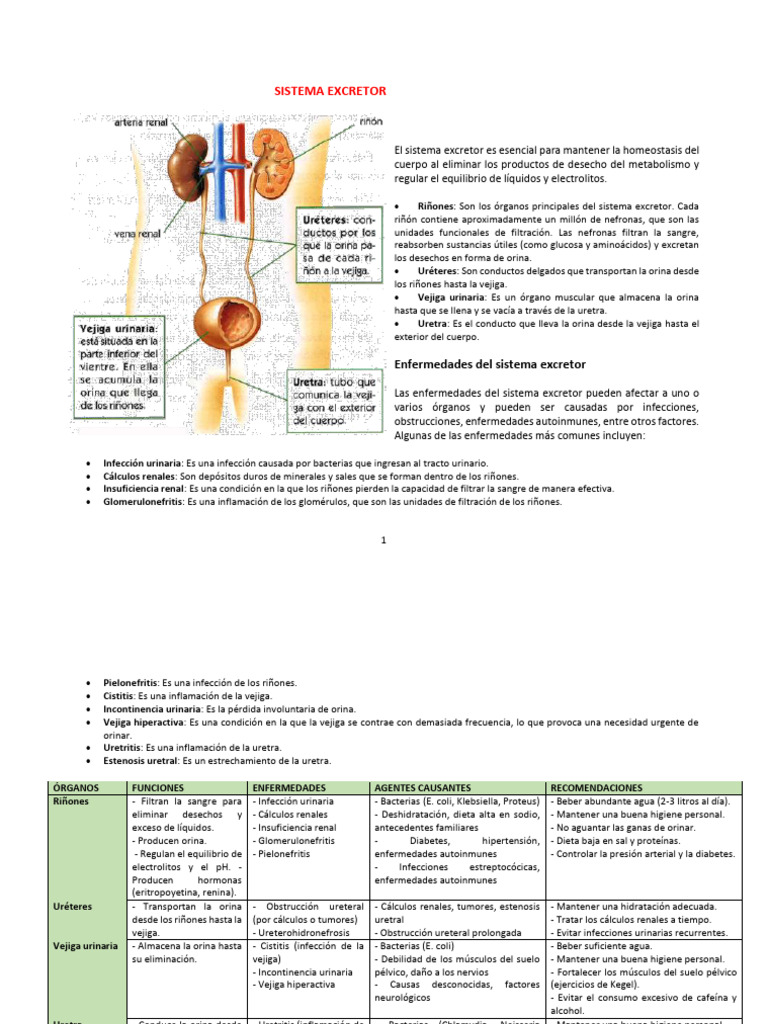 SISTEMA EXCRETOR | PDF | Sistema urinario | Riñón