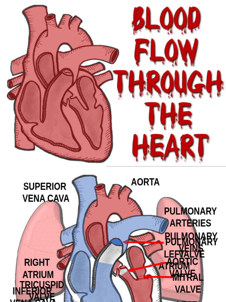 Heart Anatomy and Blood Flow Diagram | PDF