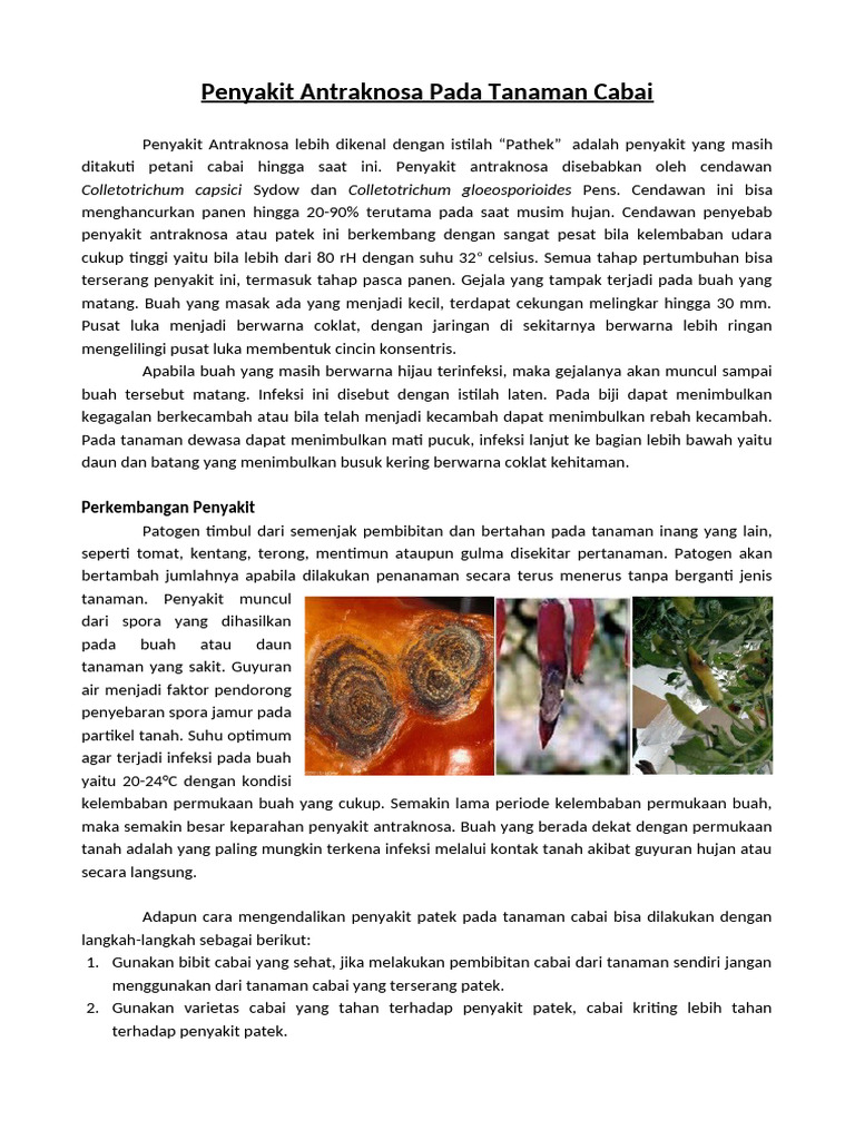 Penyakit Antraknosa Pada Tanaman Cabai | PDF