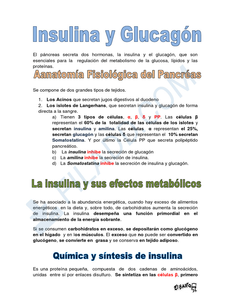 Insulina y Glucagon | PDF | Insulina | Glucógeno