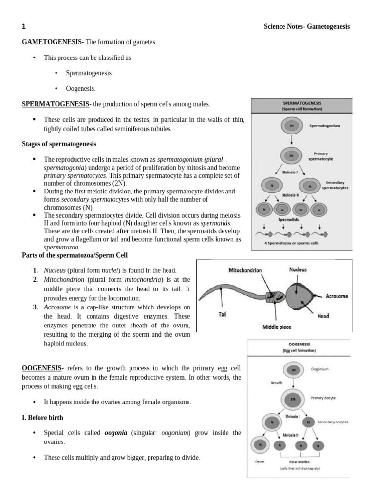 Gametogenesis: Spermatogenesis and Oogenesis | PDF | Meiosis | Ploidy