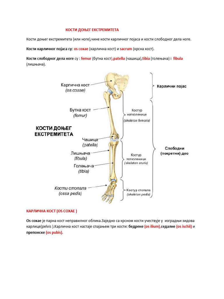 6.kosti Donjeg Ekstremiteta - Karlična I Krsna Kost | PDF