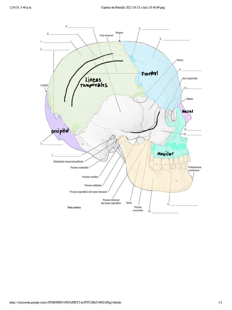Vista Lateral-Craneo | PDF