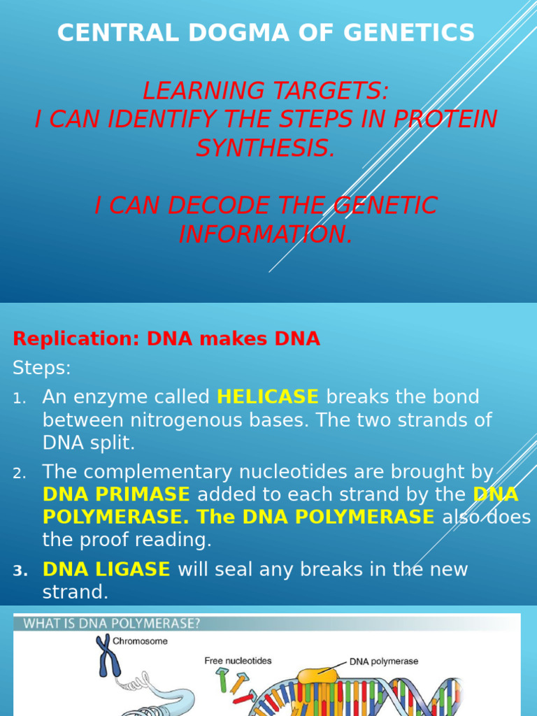 Central Dogma: Protein Synthesis Steps | PDF | Translation (Biology ...