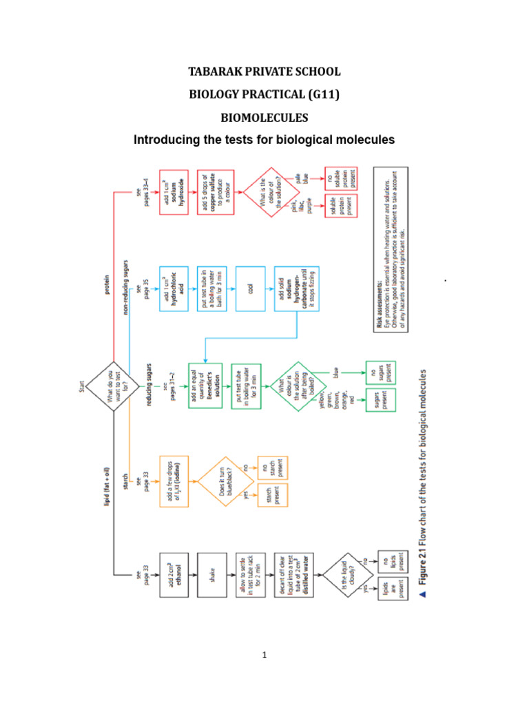 Testing Biological Molecules in Lab | PDF | Chemical Compounds ...