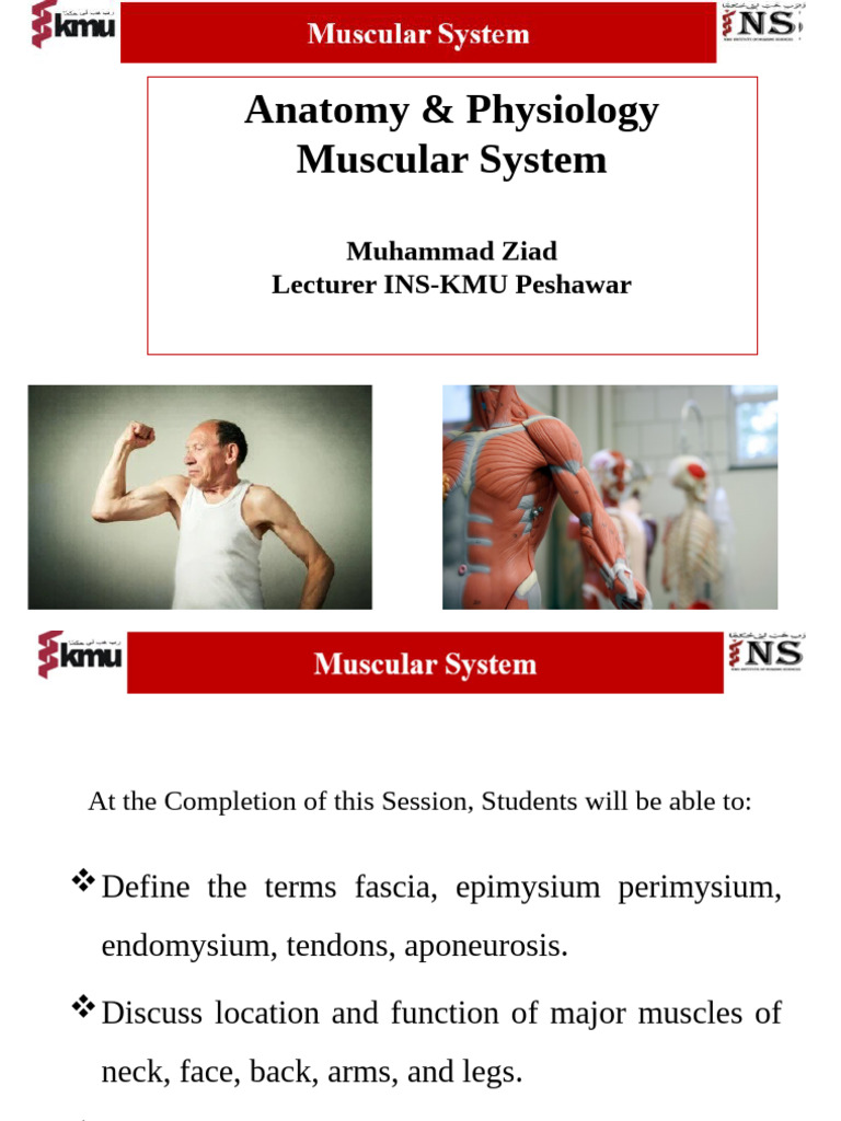 Muscular System Overview and Functions | PDF | Human Leg | Knee