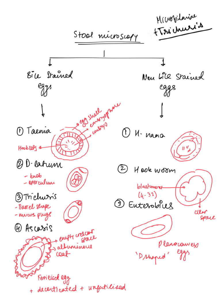 Micro Stool Microscopy | PDF