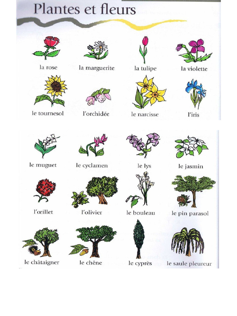 Les Fleurs Et Les Plantes | PDF