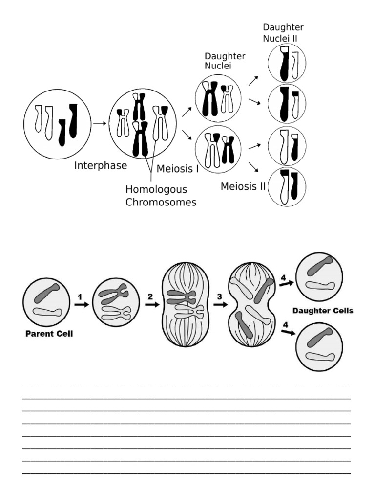 Meiosis Mitosis Template | PDF