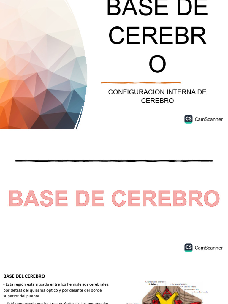 Anatomía de la Base del Cerebro | PDF | Cerebro | Hipotálamo