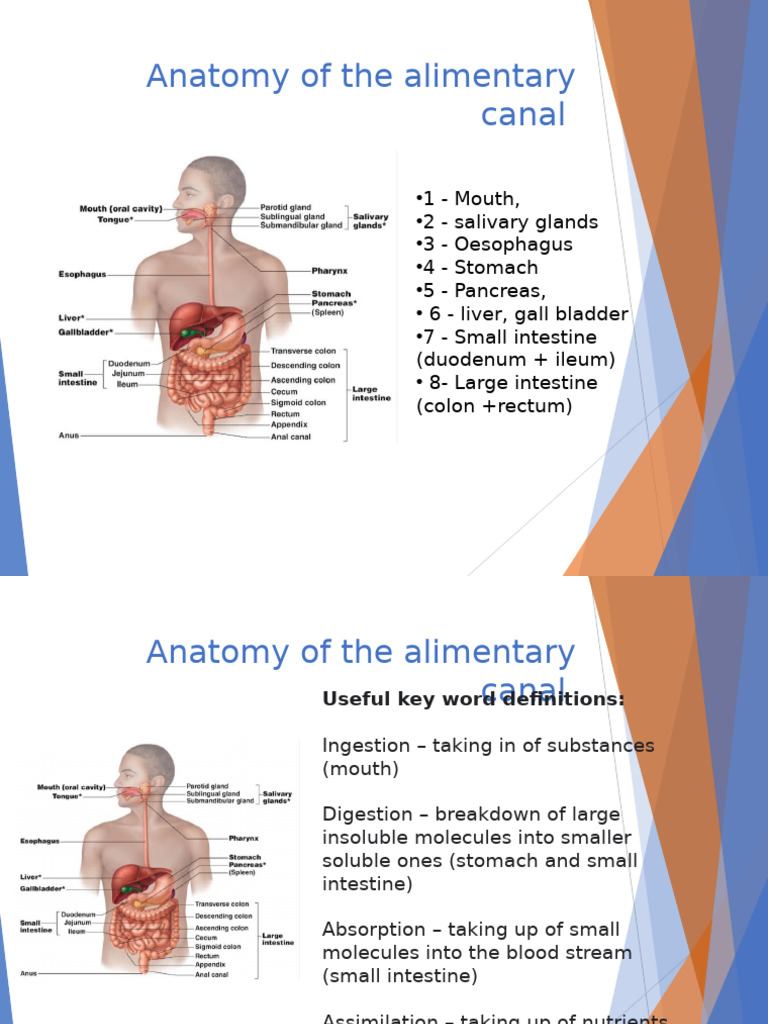 Anatomy and Function of the Alimentary Canal | PDF | Digestion ...