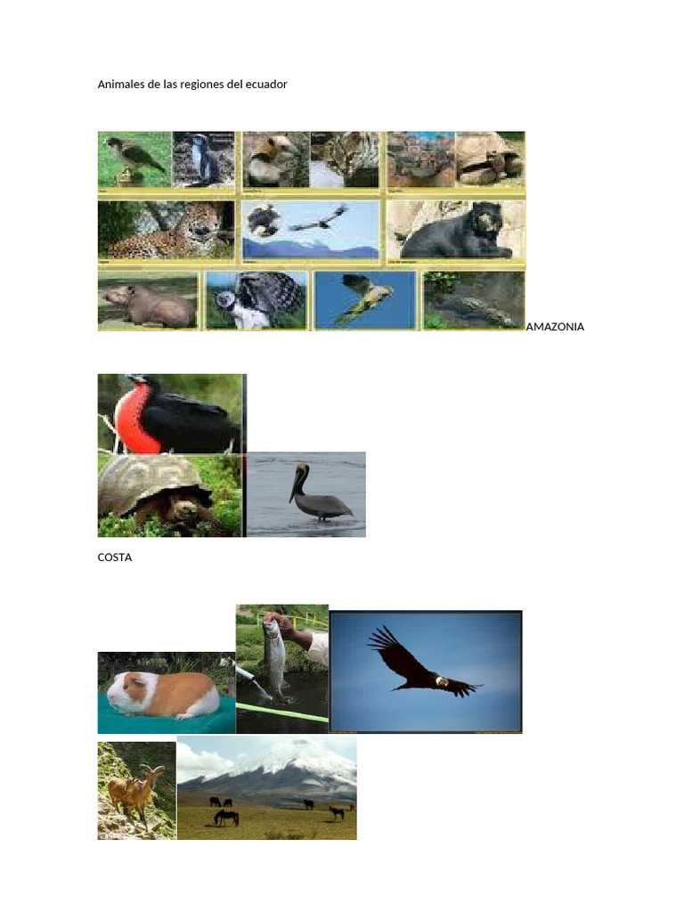 Animales del Ecuador: Amazonia, Costa y Sierra | PDF
