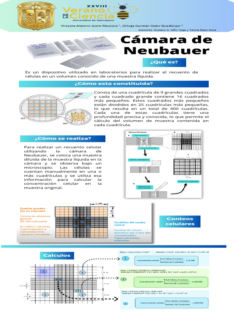 Infografia 3 Camara de Neubauer Gustavo Nino Tannia Razo | PDF