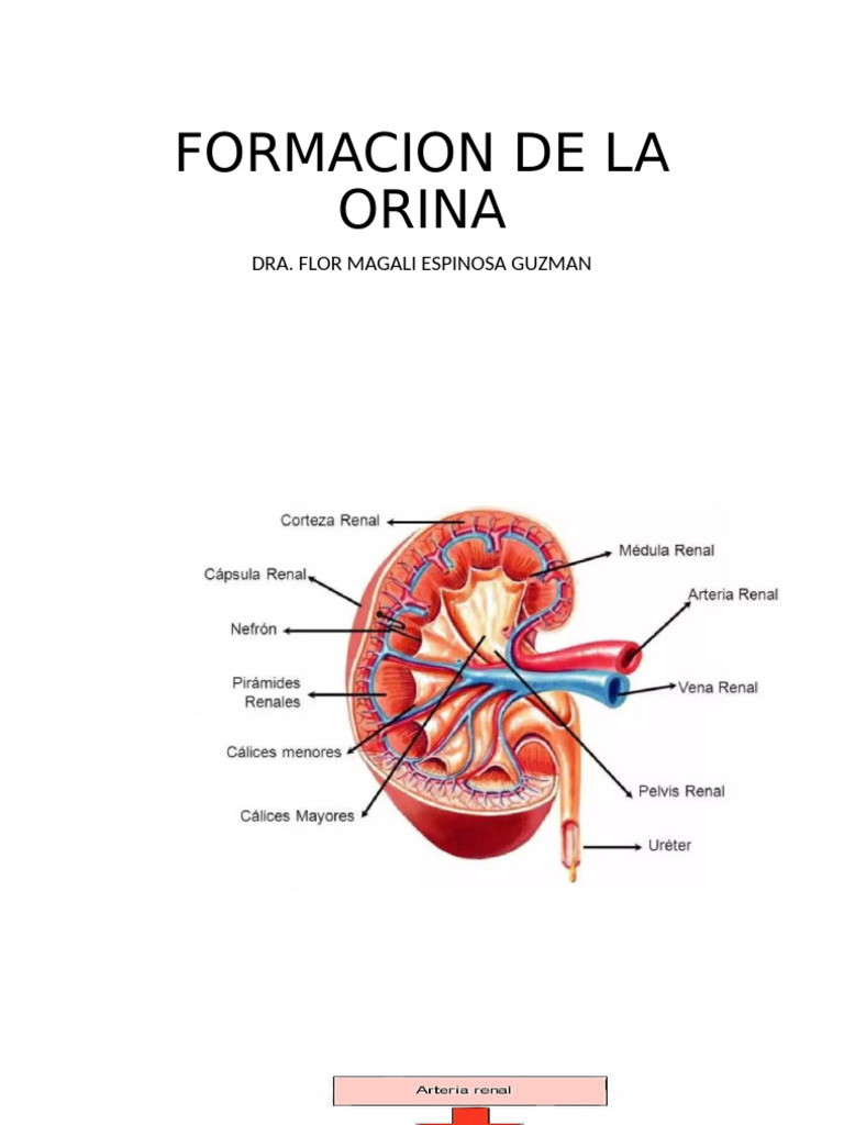 Formacion de La Orina | PDF