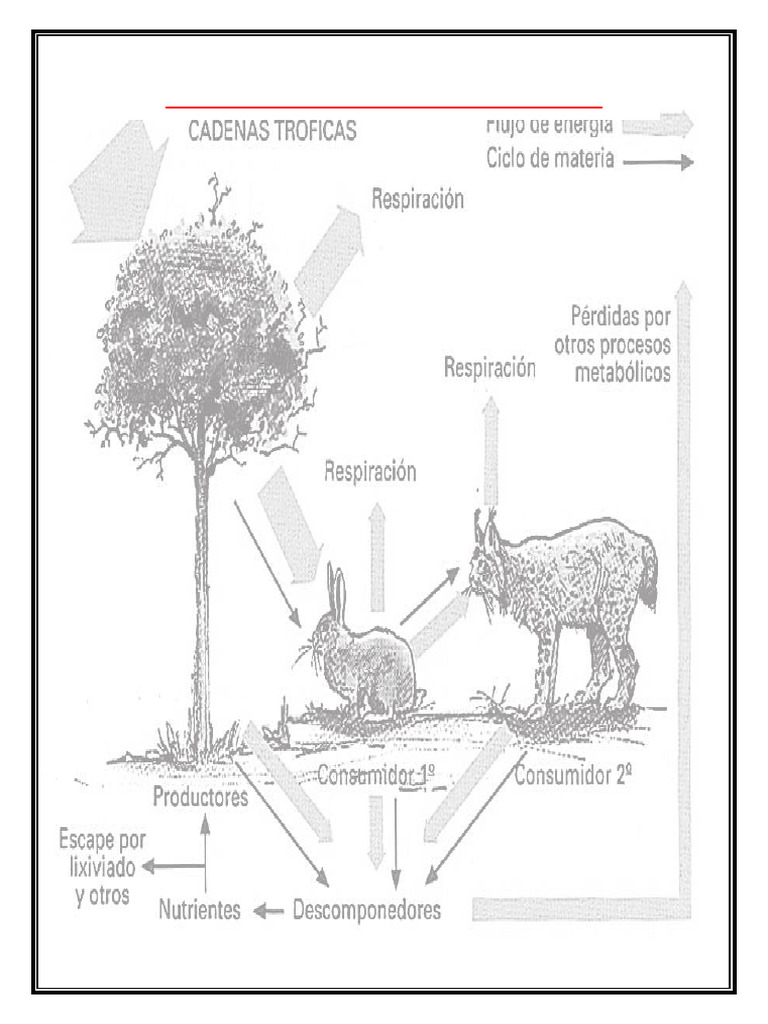 Flujo de Energia en Los Ecosistemas | PDF | Biología | Química