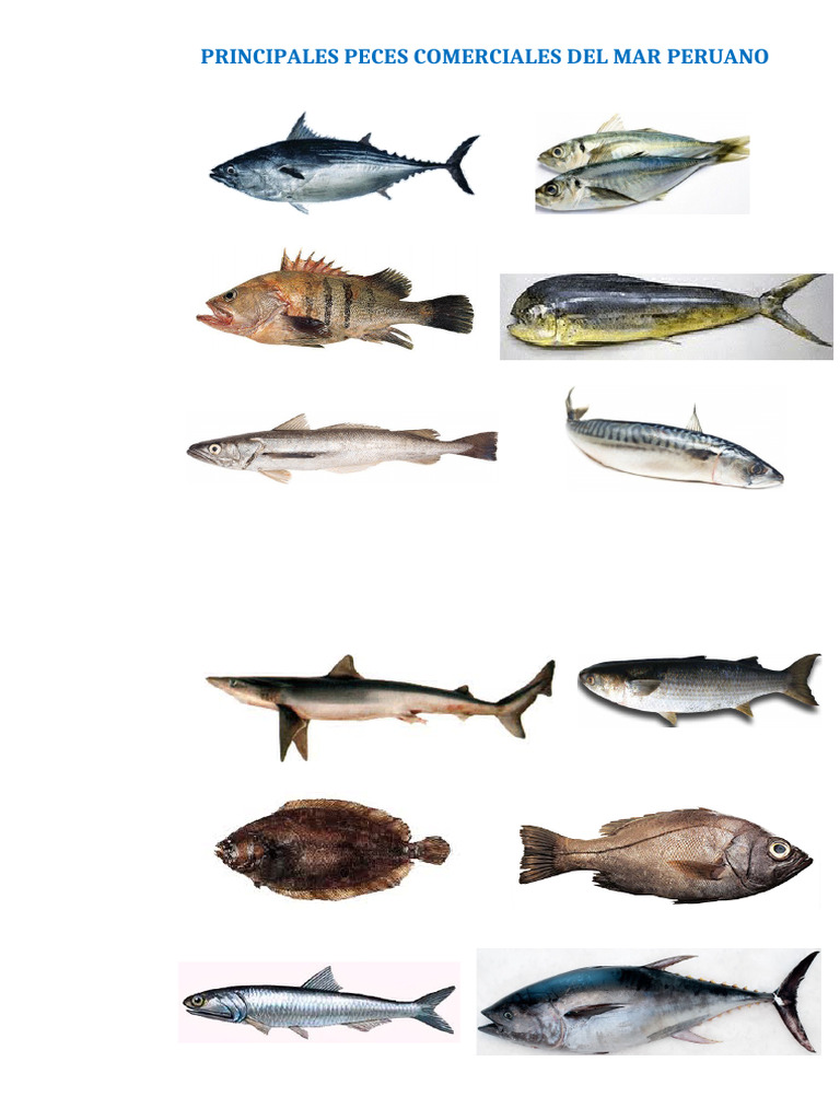 Peces Del MAR PERUANO | PDF