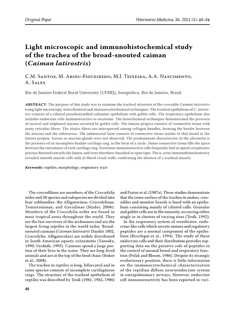 Artigo Caiman Latirostris | PDF | Epithelium | Connective Tissue