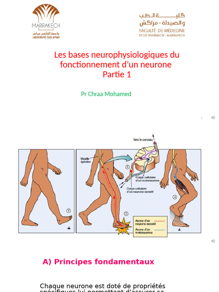 2-Bases Neurophysiologiques Du Neurone - Partie 1 | PDF | Membrane cellulaire | Neurone