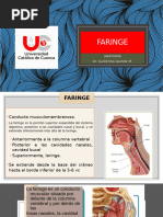 Anatomía y Fisiología de La Rinofaringe, Orofaringe e Hipofaringe | PDF ...