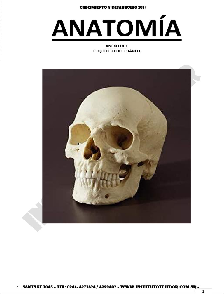 CyD-anexo UP1-Crneo-2024 | PDF | Cráneo | Cabeza y cuello humanos