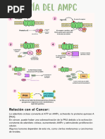 Clase 7-Cascada Ras-MAPK | PDF | Nucleo celular | Quinasa