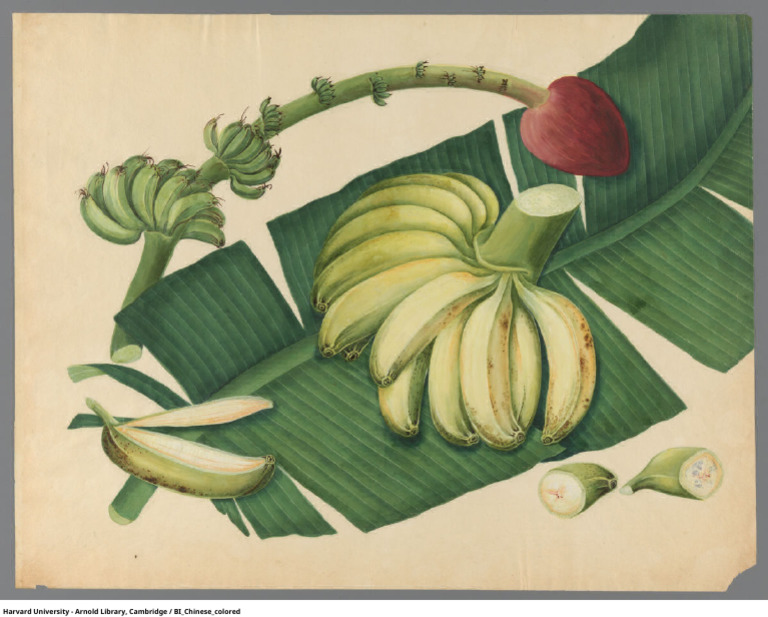 Banana | PDF