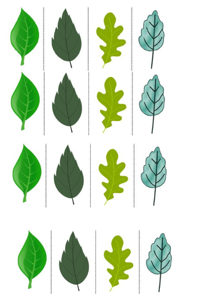 Hojas de Plantas para Clasificar | PDF