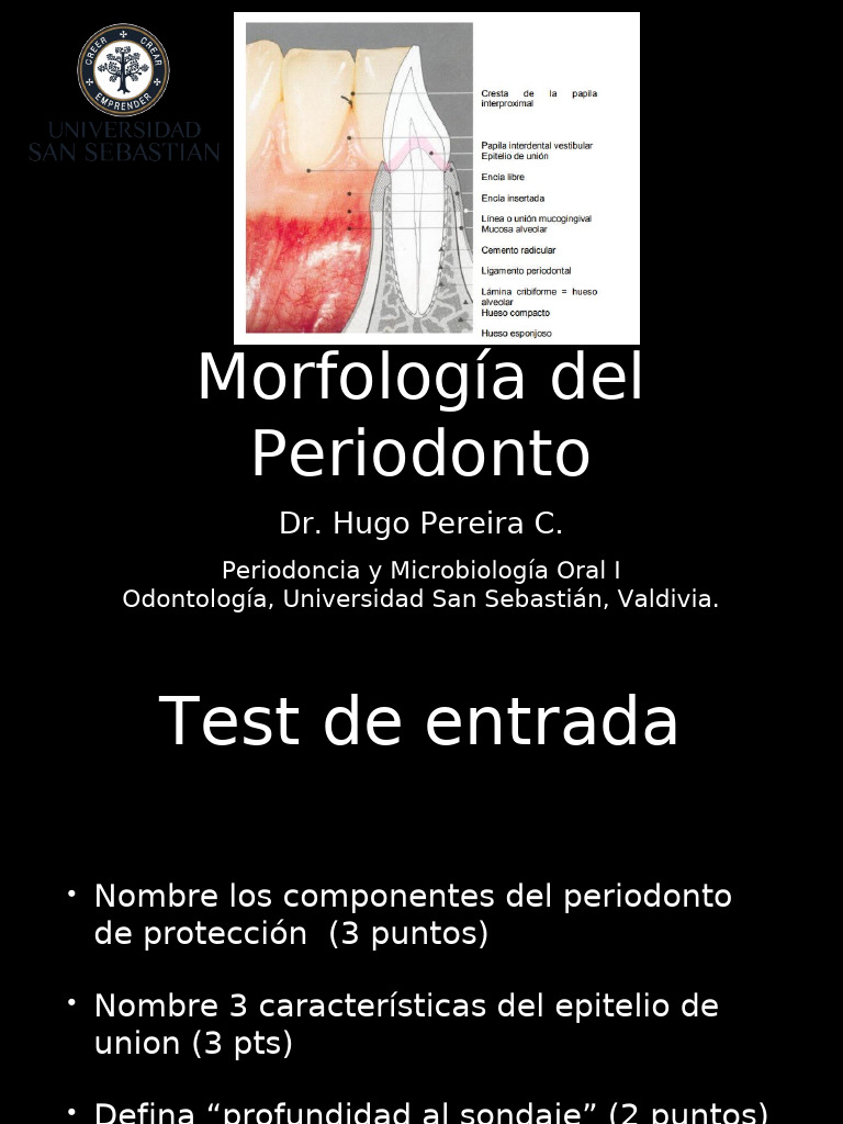 Morfología Del Periodonto | PDF | Imagenes medicas | Medicina CLINICA