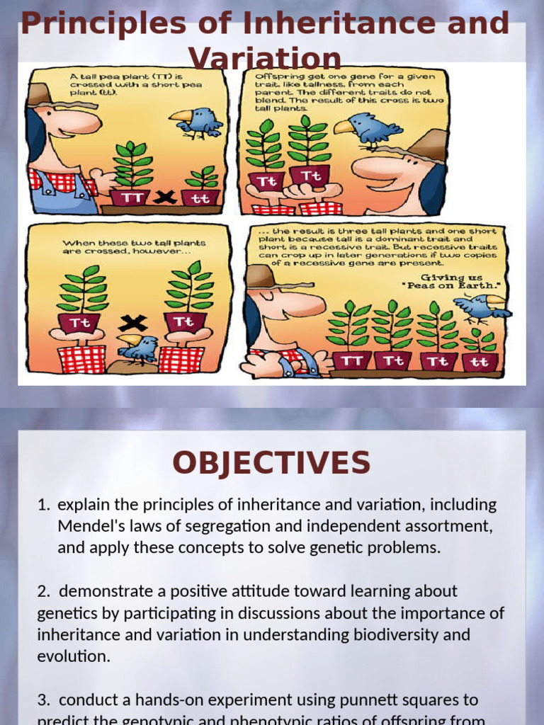 4th Principles of Inheritance and Variation | PDF | Dominance (Genetics) | Genotype