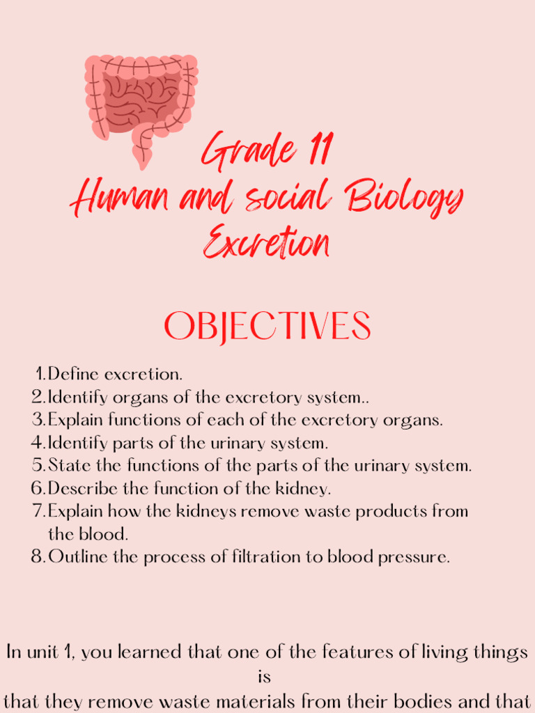 Human and Social Biology Excretion | PDF | Excretion | Human Body