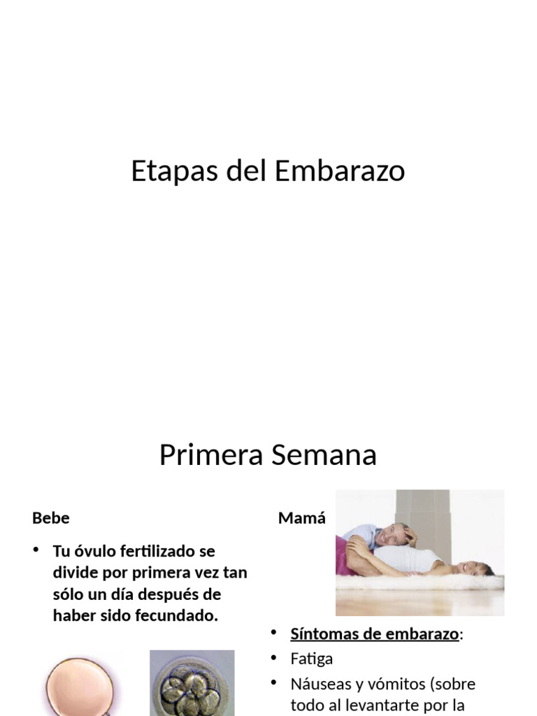 Etapas del Embarazo: Guía Semanal | PDF | El embarazo | Pecho