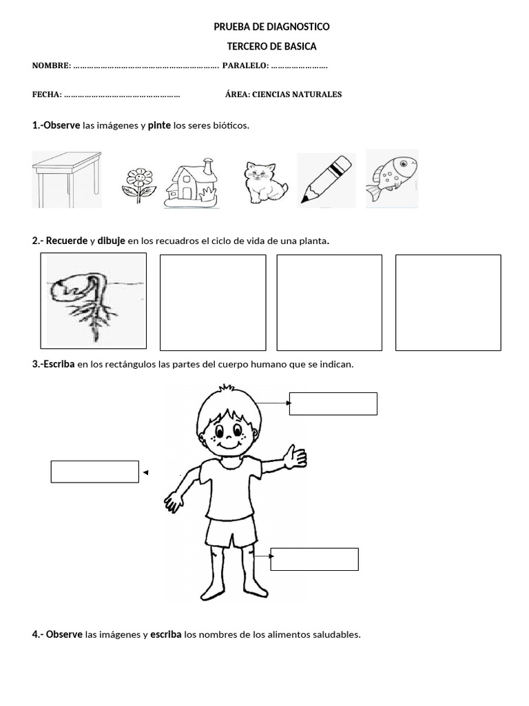 Prueba Diagnóstica Ciencias Naturales 3° Básica | PDF