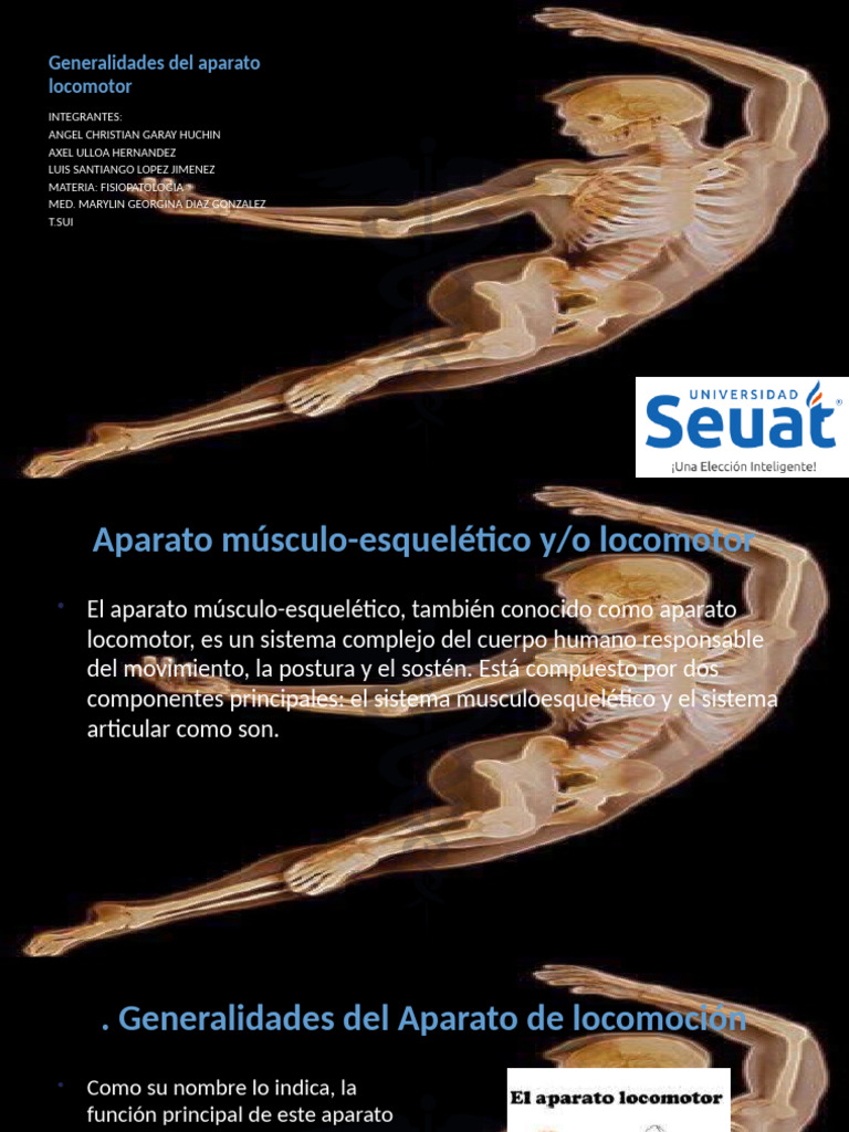 Generalidades Del Aparato Locomotor Actualizado | PDF | Articulación | Músculo