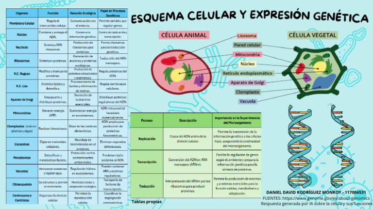 Esquema Celular | PDF