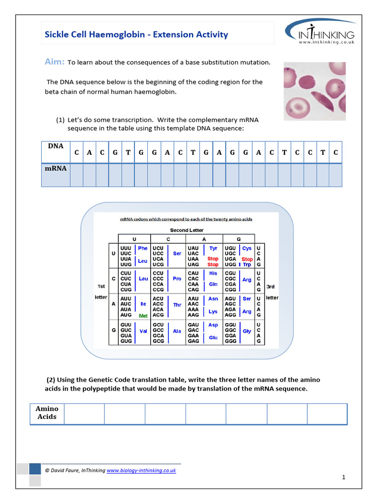 Sickle Cell Mutation and Its Effects | PDF | Genetic Code | Translation ...