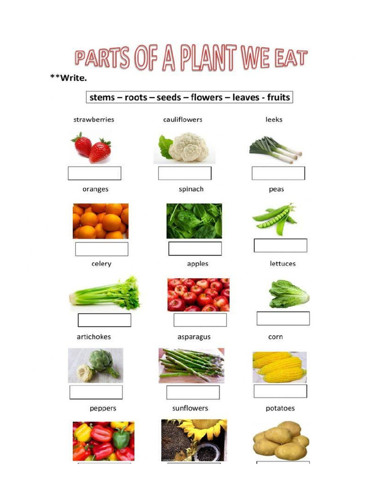 Worksheet Vegetable | PDF