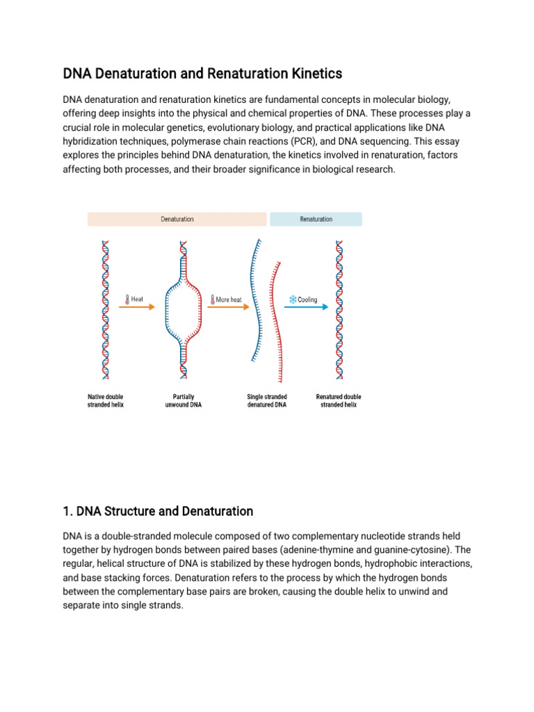 DNA Denaturatio-WPS Office | PDF | Denaturation (Biochemistry ...