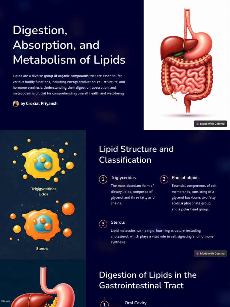 Lipid Digestion and Metabolism Explained | PDF | Lipid | Digestion