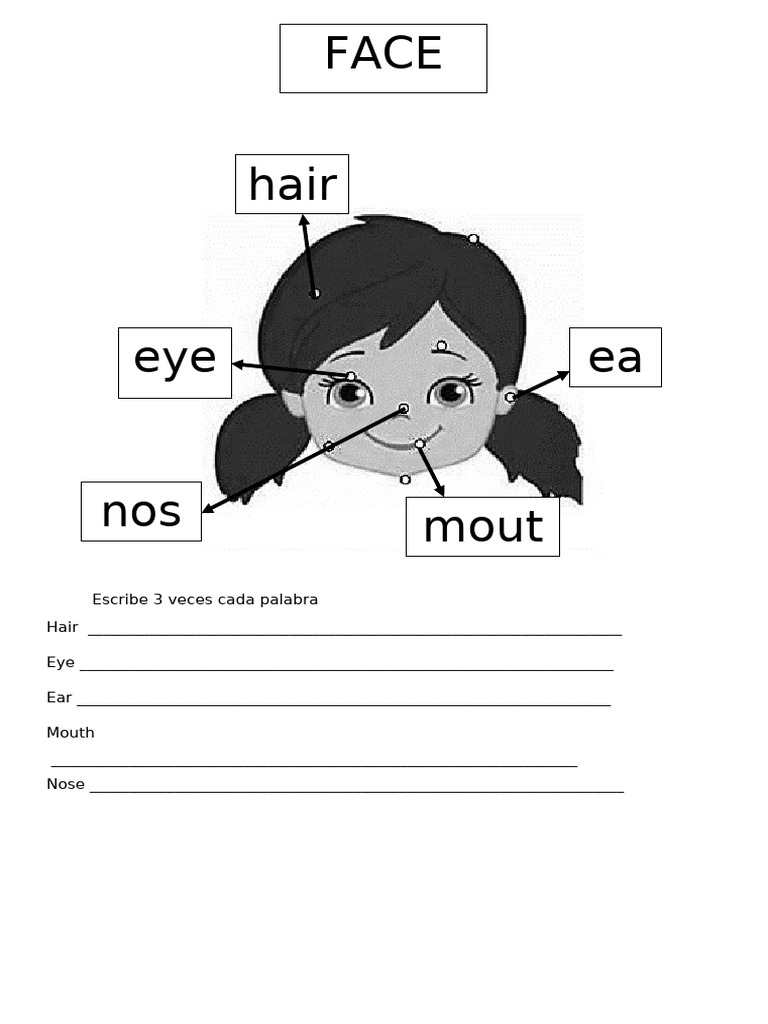 Partes de La Cara Face | PDF