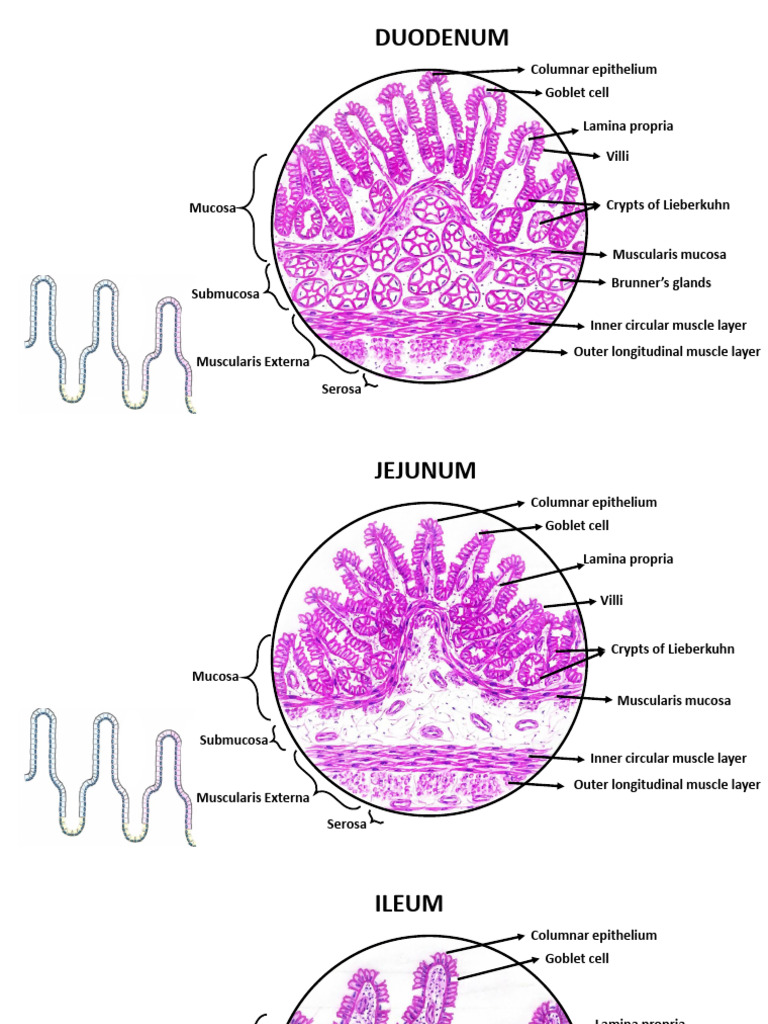 Small Intestine. | PDF