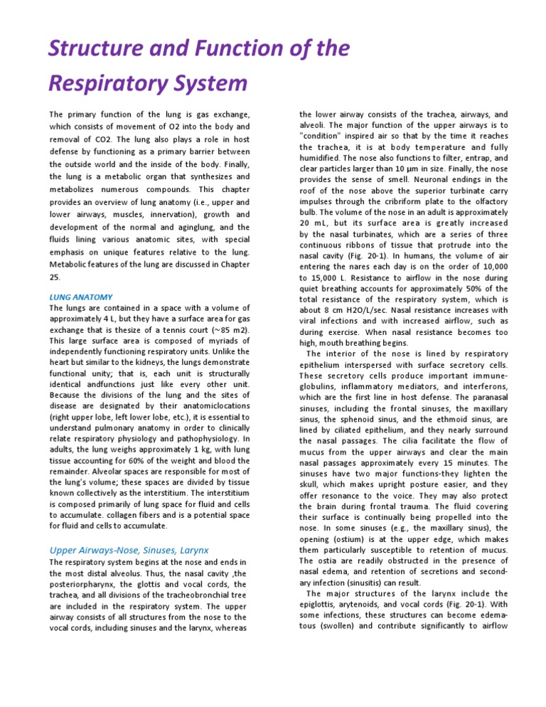 Structure and Function of The Respiratory System: Lung Anatomy | PDF ...