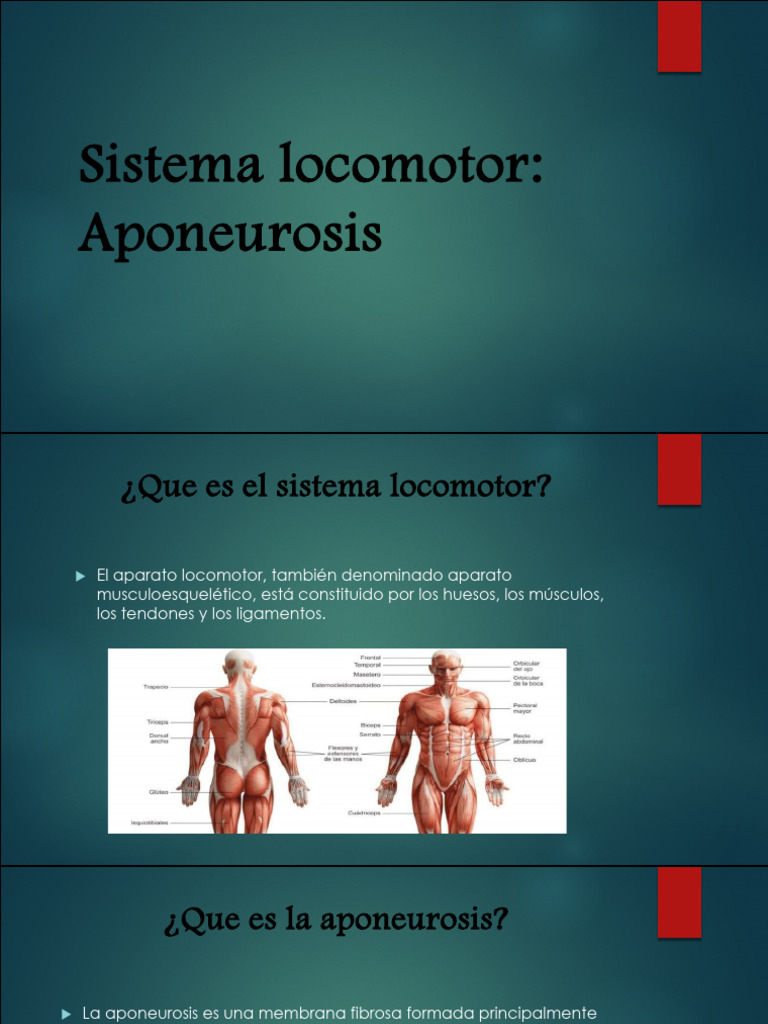Diferencias y funciones de la aponeurosis | PDF