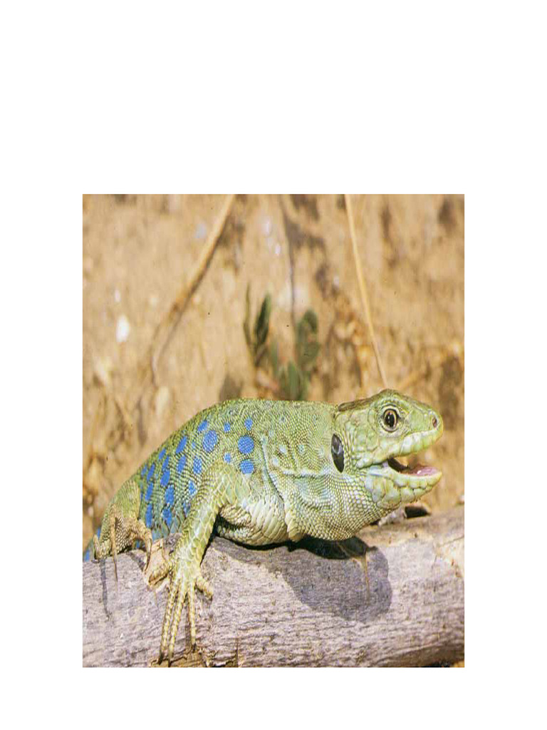 Tema_5_2_ | PDF | Aves | Zoología