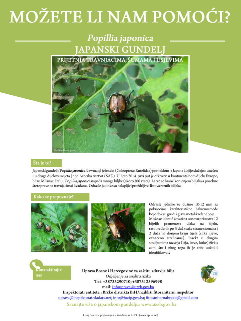 Japanski-gundelj-LETAK | PDF