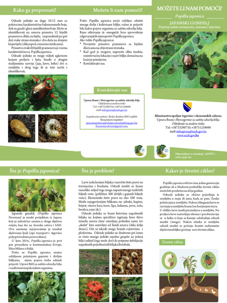 Japanski Gundelj BROSURA | PDF