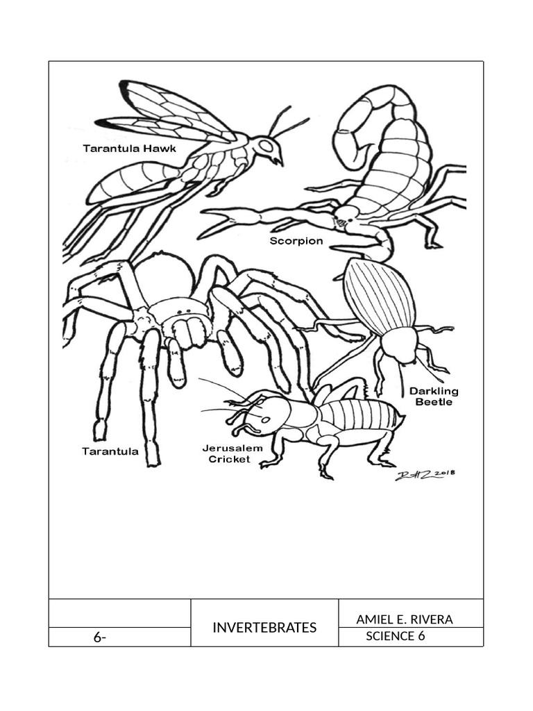 Invertebrates A4 | PDF