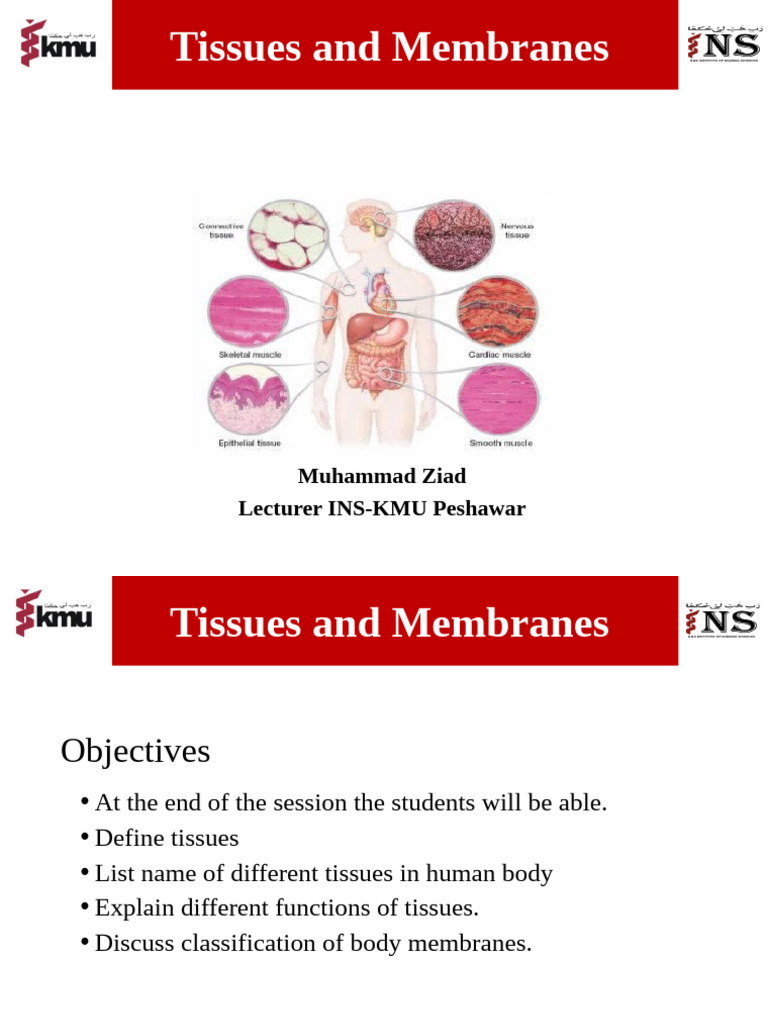 Understanding Tissues and Membranes | PDF | Epithelium | Connective Tissue