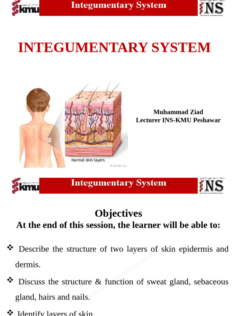 Lecture 6 Integumentary System A&p | PDF | Skin | Epidermis