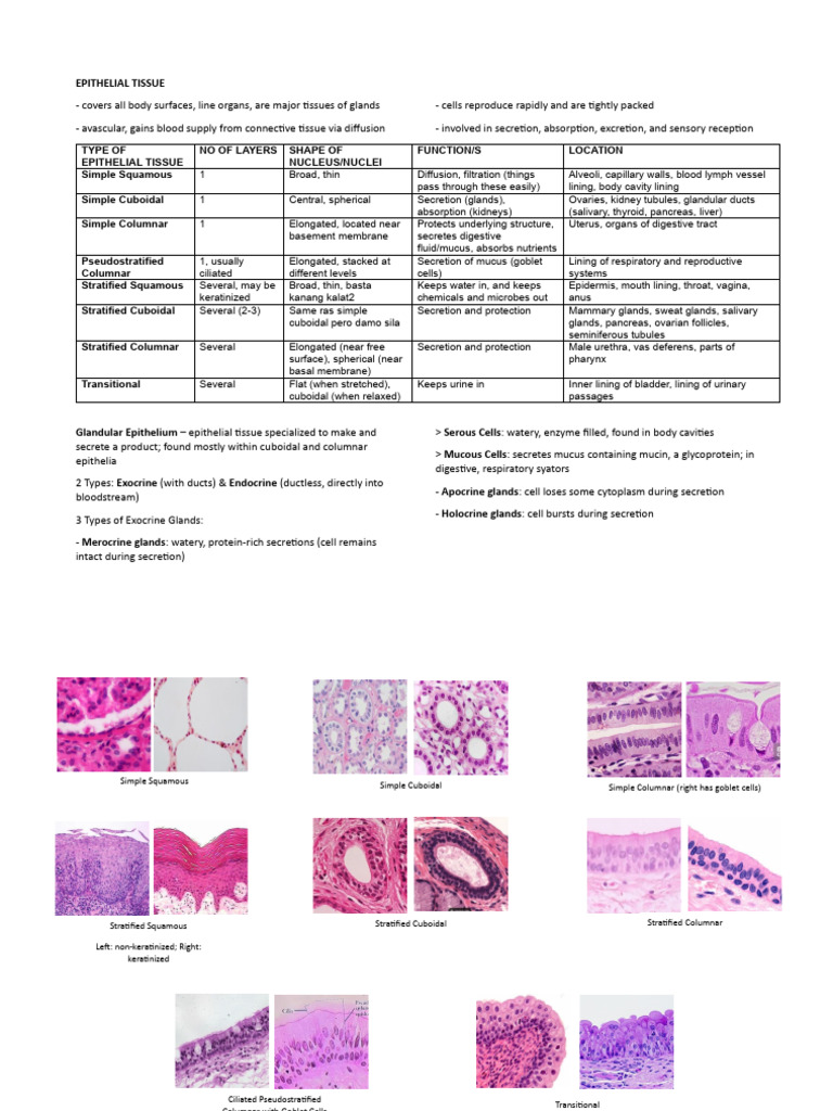 Histo Notes Epithelial Tissue | PDF | Epithelium | Anatomy