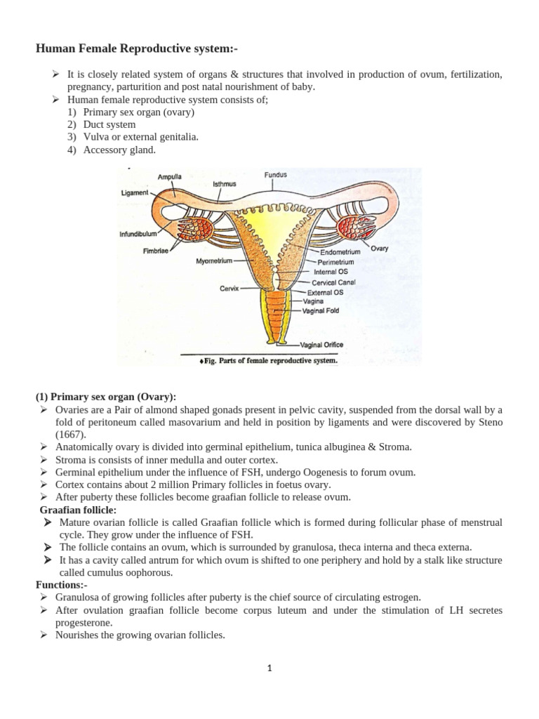 Short Human Female Reproductive System | PDF | Ovary | Uterus